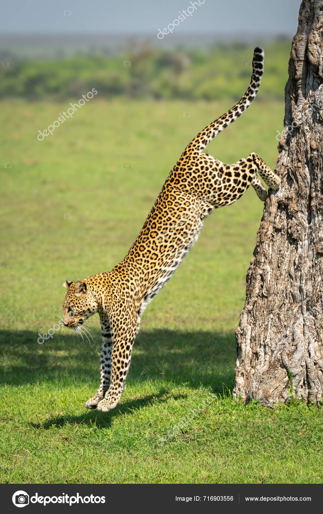 Jaguar Animal Pouncing