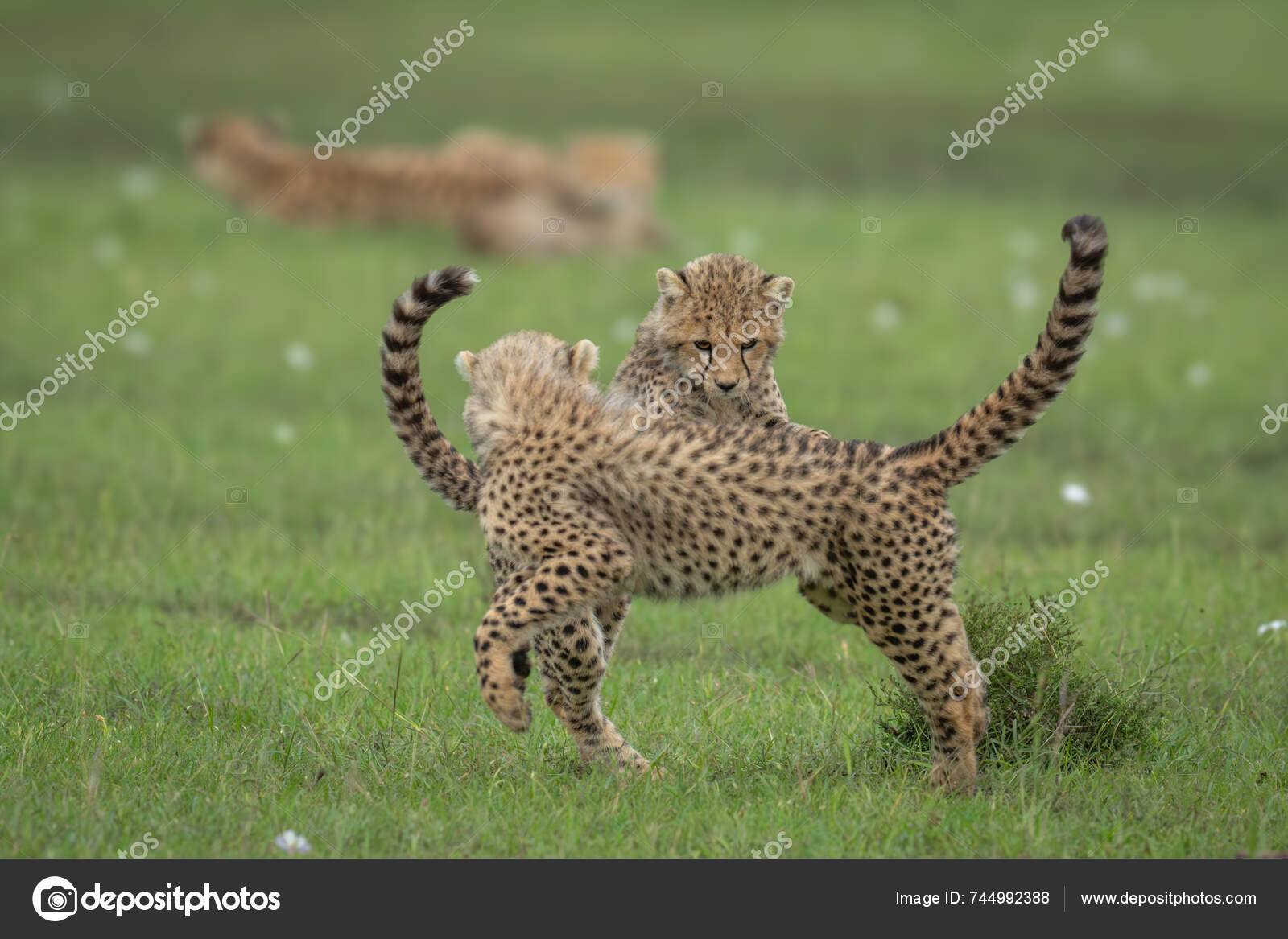 Cheetah Cubs Play Mother Grassland — Stock Photo © Nick Dale ...