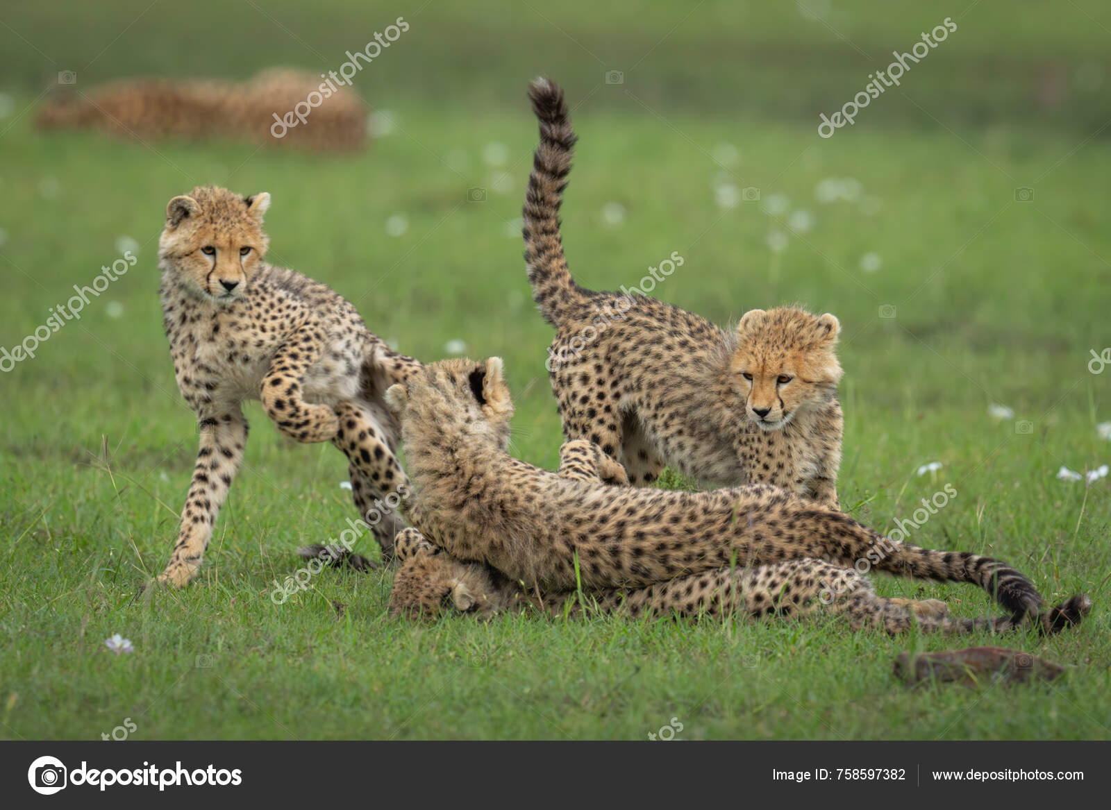 Four Cheetah Cubs Play Fighting Mother — Stock Photo © nicholas_dale ...
