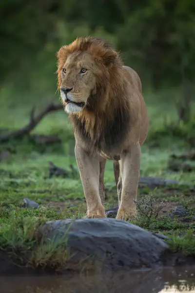 Aslan Wallpaper Desktop