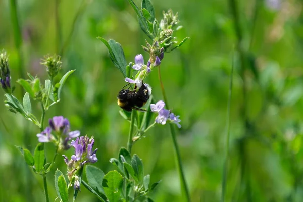 Close up of a bumblebee in nature on a purple flower in action ...