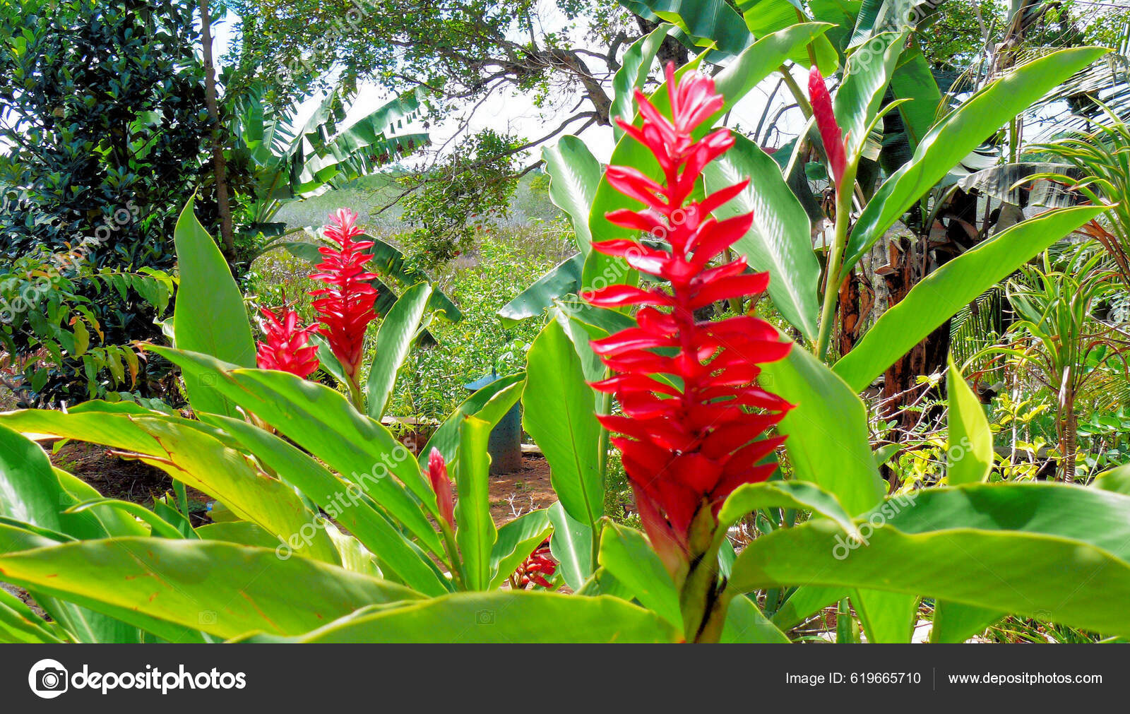Flores De La Selva Tropical