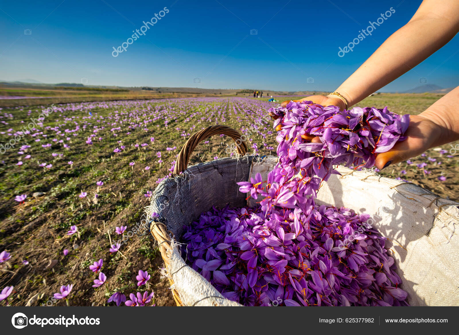Saffron Field