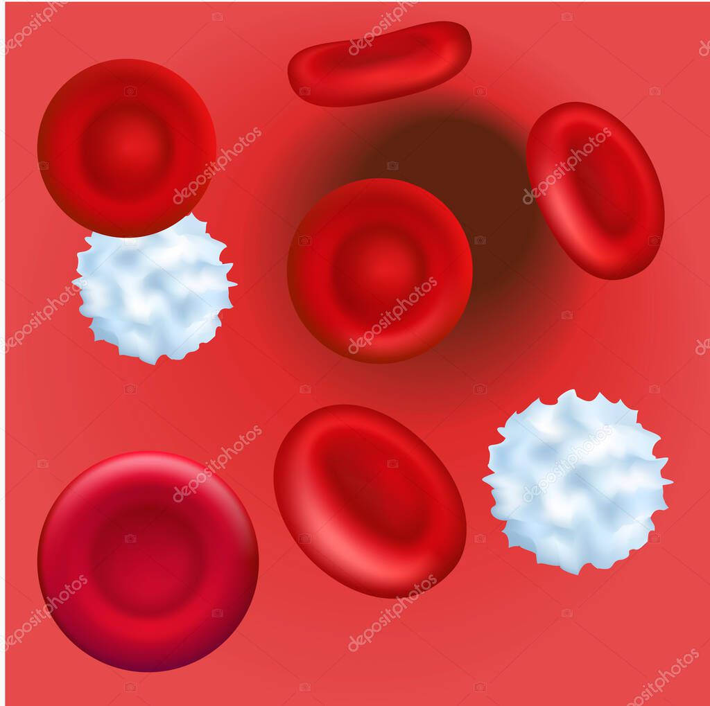 Glóbulos rojos y blancos en una vena. Sangre humana sana bajo el ...