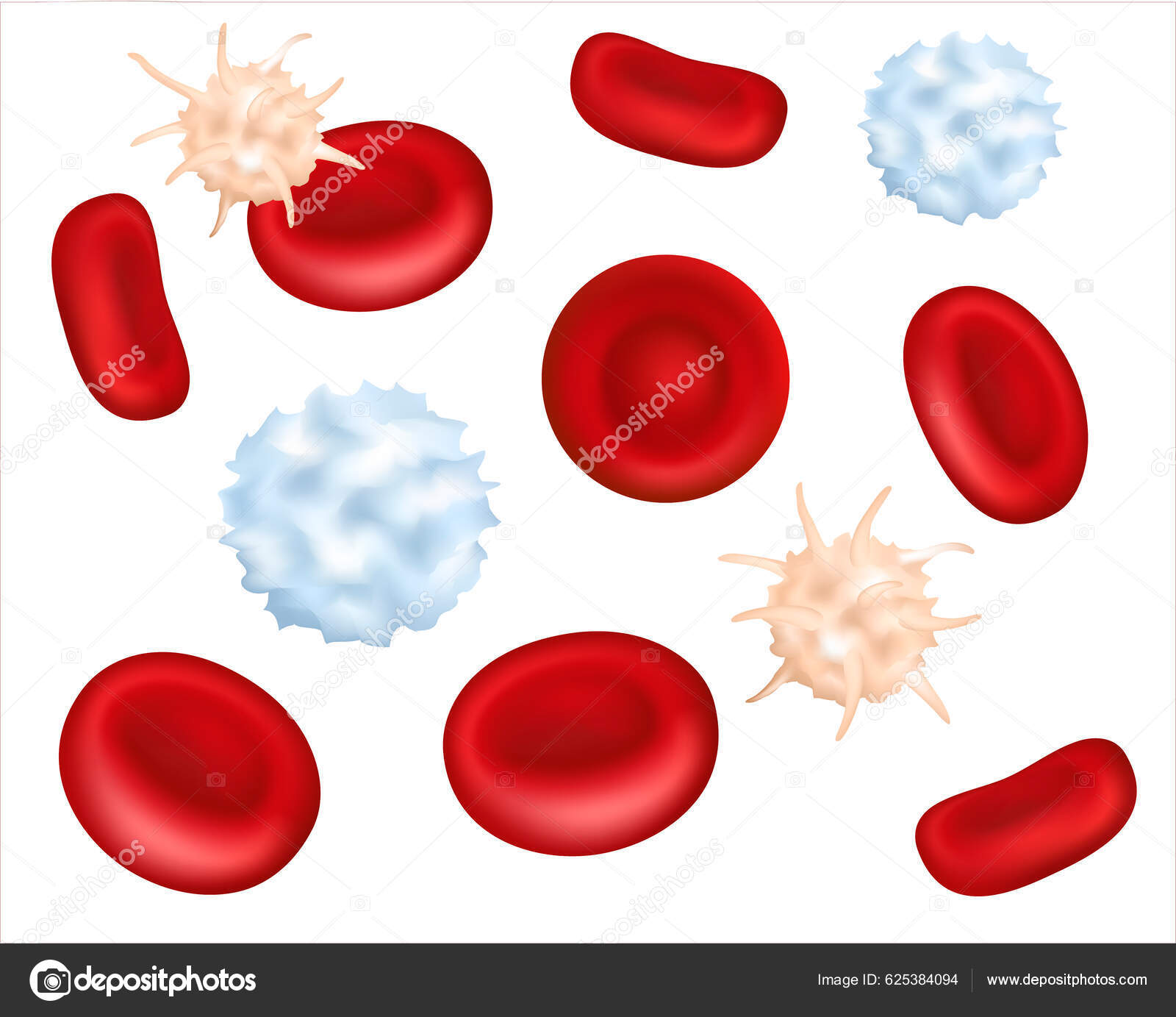 Healthy Human Platelets Red White Blood Cells Microscope Magnified ...
