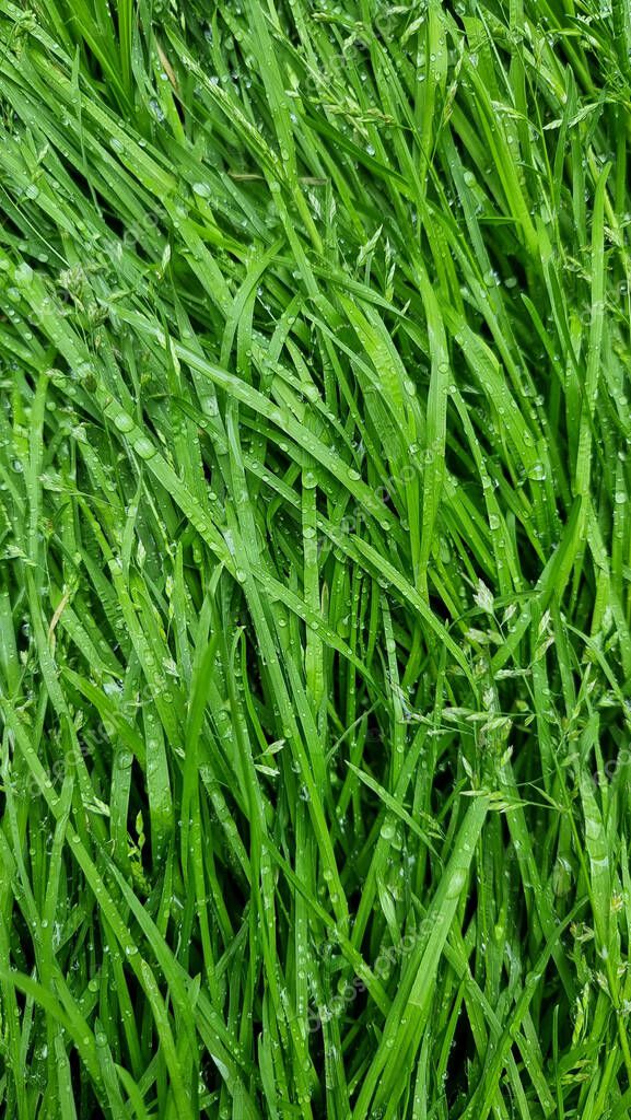 hierba verde fresca con gotas de agua de cerca, hierba verde con gota ...