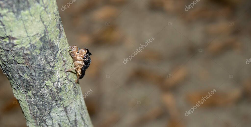 A cute small Cicada close-up shot. Black Cicada sitting on a tree ...