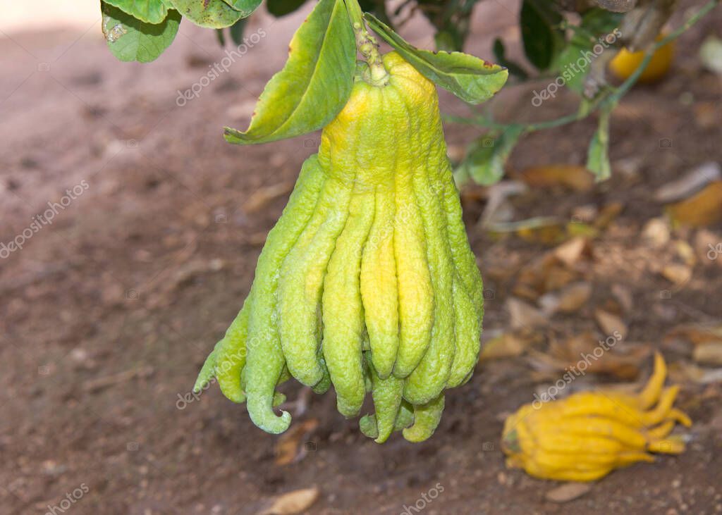 La mano verde de Buda Cítricos creciendo en el fondo de un árbol. Gruit ...