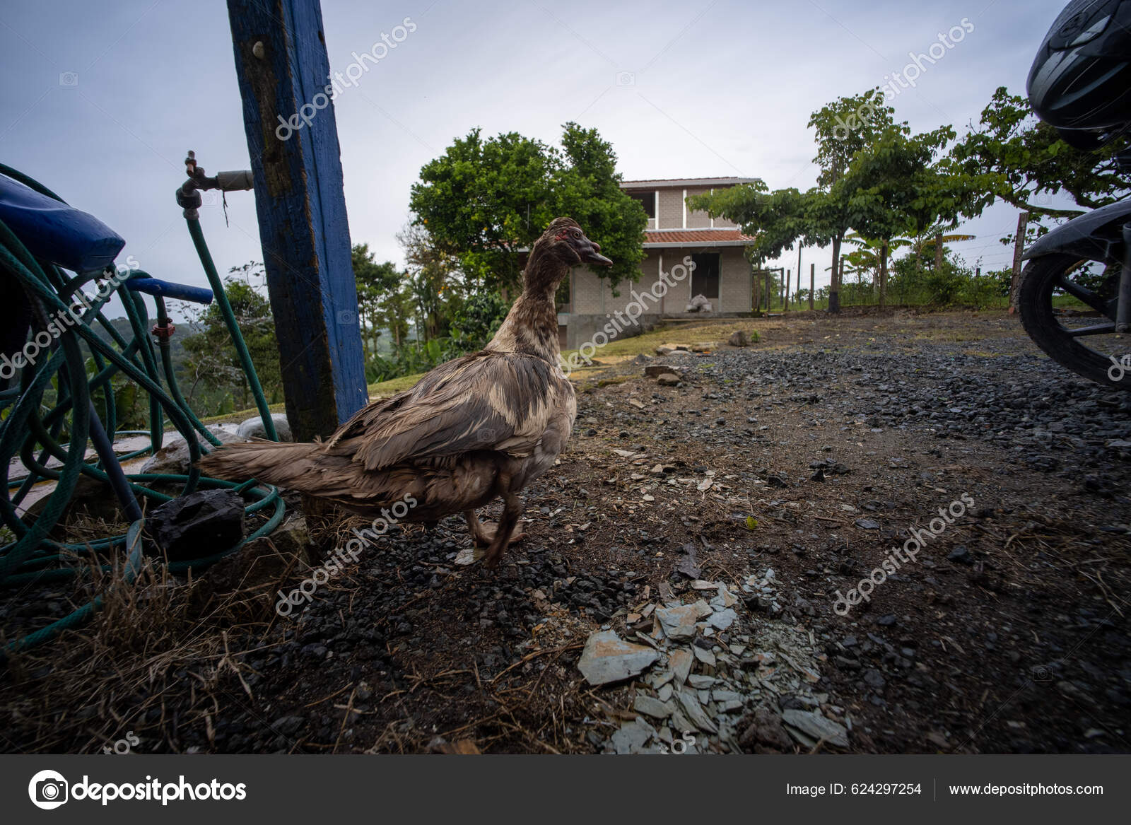 White Brown Duck Walking Work Construction Tools Stock Photo by ...