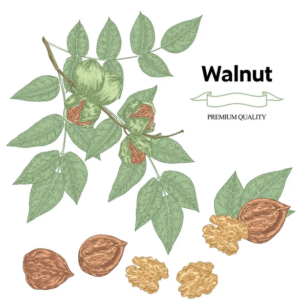 Noyer images vectorielles, Noyer vecteurs libres de droits | Depositphotos