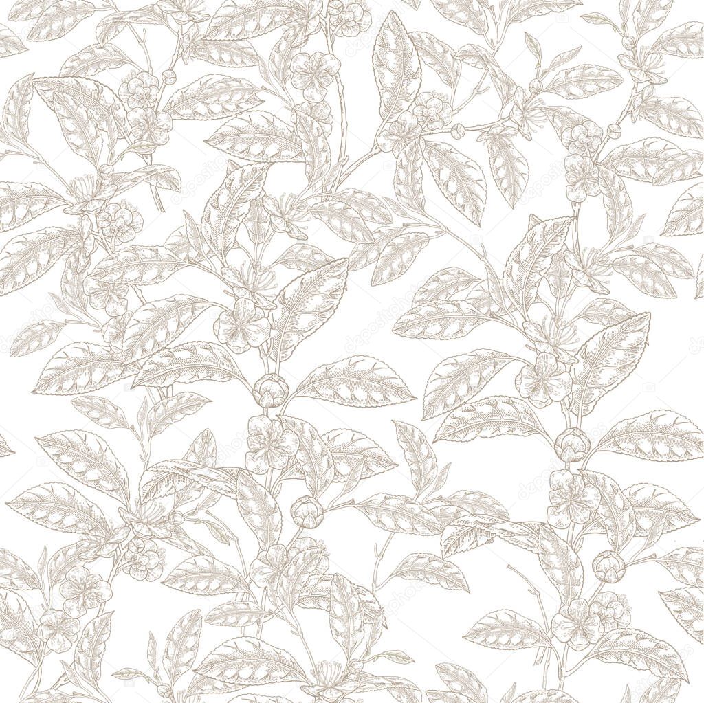 Patrón sin costura de la planta de té. Camellia sinensis ramas con hojas y flores. Ilustración ...