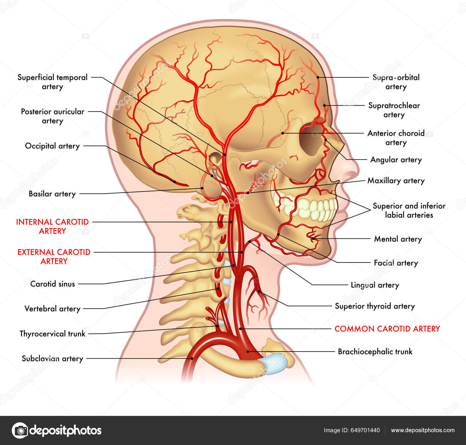 Anatomía De Las Arterias Del Cuello Convergencia Especificación