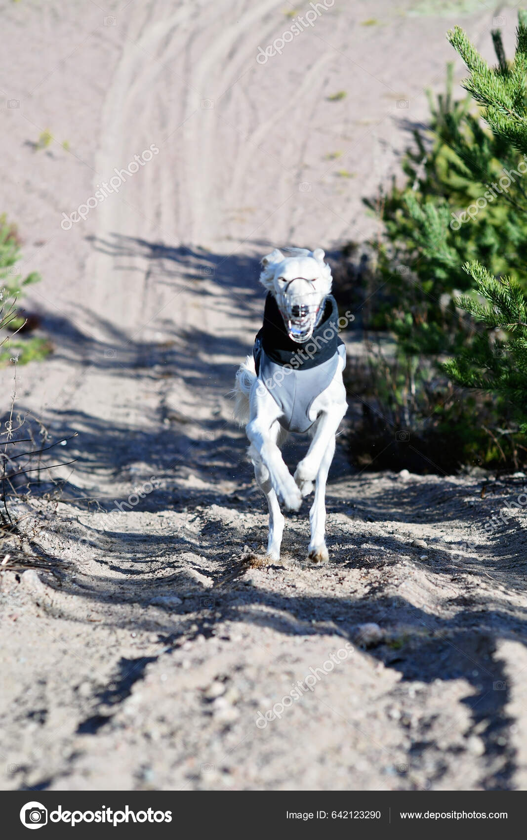White Dog Purebred Saluki Sighthound Gazehound Running Free Nature ...