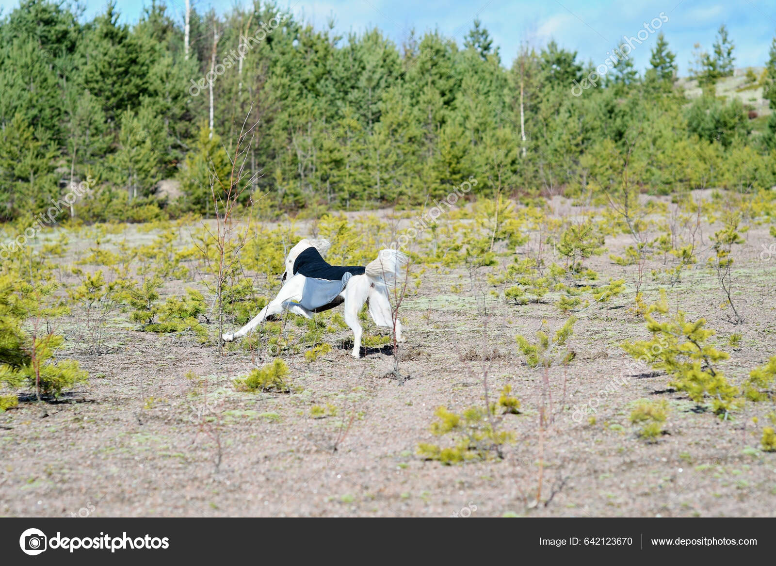 White Dog Purebred Saluki Sighthound Gazehound Running Free Nature ...