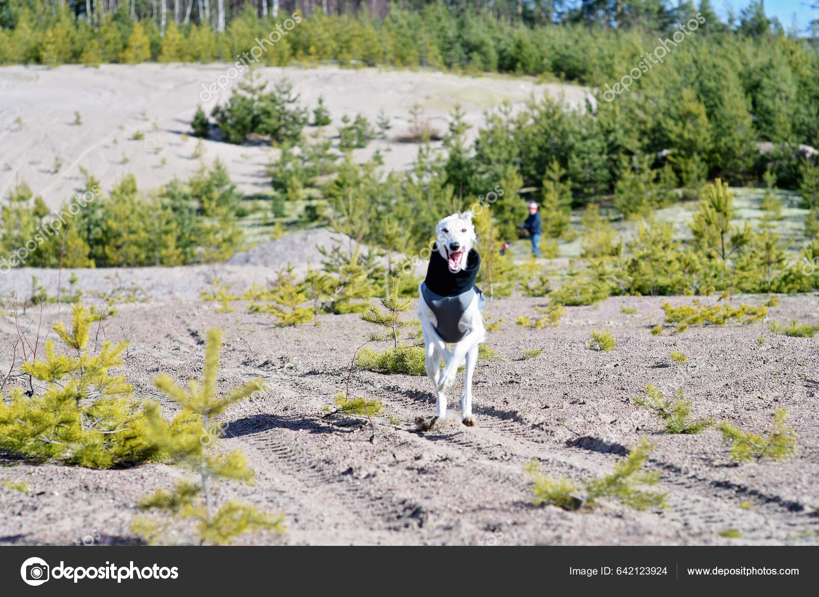 White Dog Purebred Saluki Sighthound Gazehound Free Nature Its Owner ...