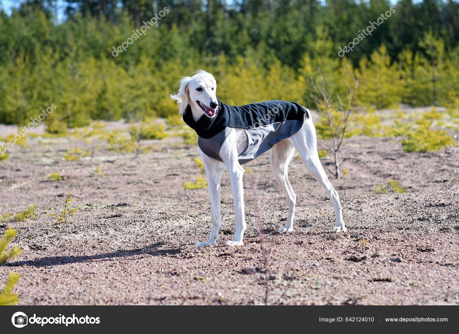 White Dog Purebred Saluki Sighthound Gazehound Standing Free Nature ...