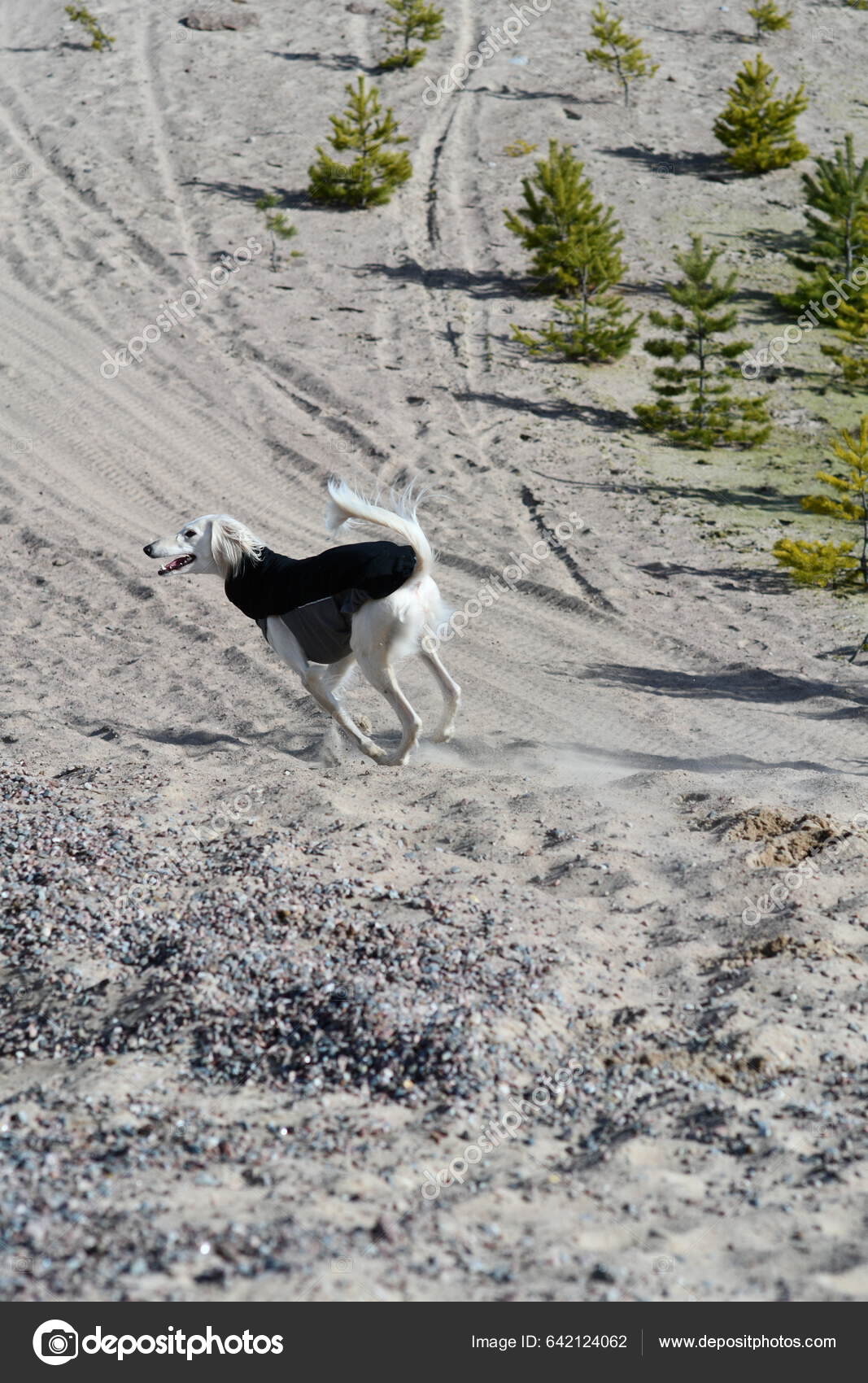 White Dog Purebred Saluki Sighthound Gazehound Running Free Nature ...