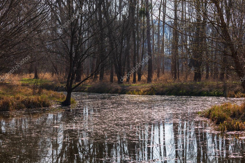 Bosque de llanura inundable y sauce - Salix caprea. El agua fluye ...