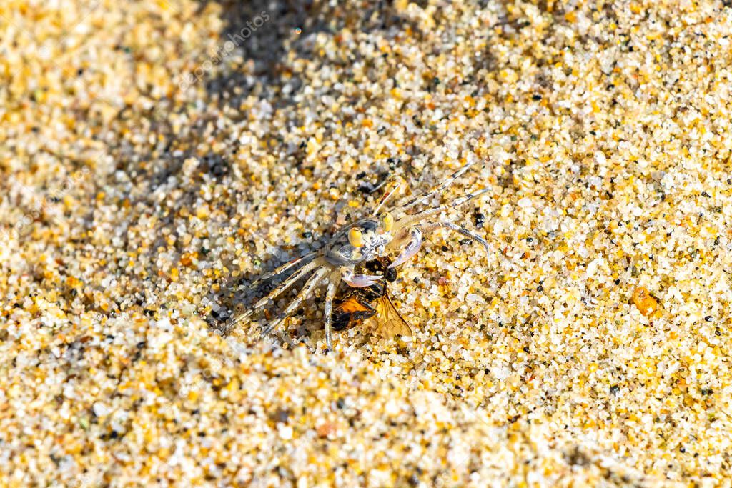 Tiny sand crab beach crab drags eats a fly bee insect on the beach sand ...