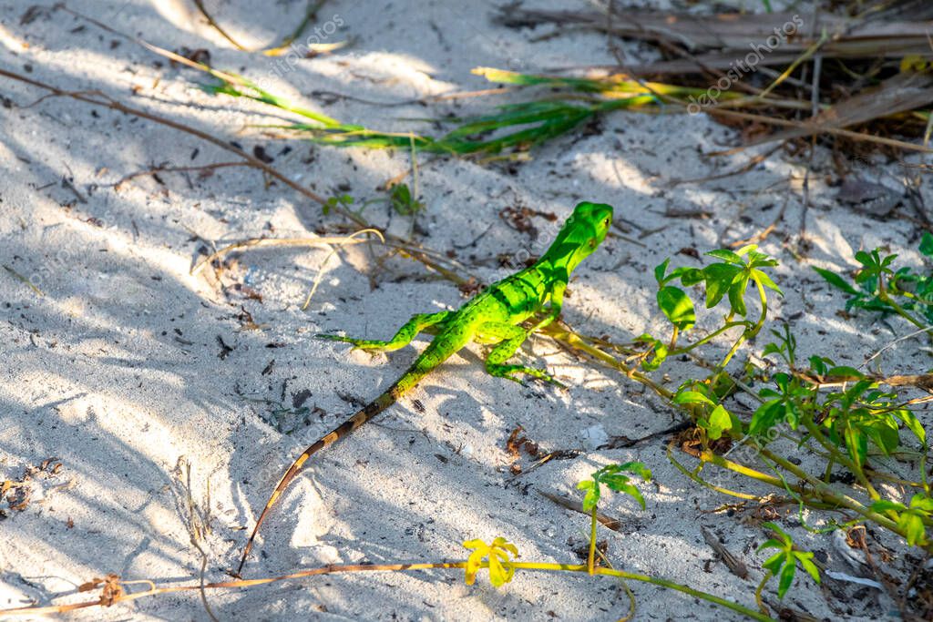 Un lagarto verde caribeño Lacerta Viridis medio lagarto verde medio ...