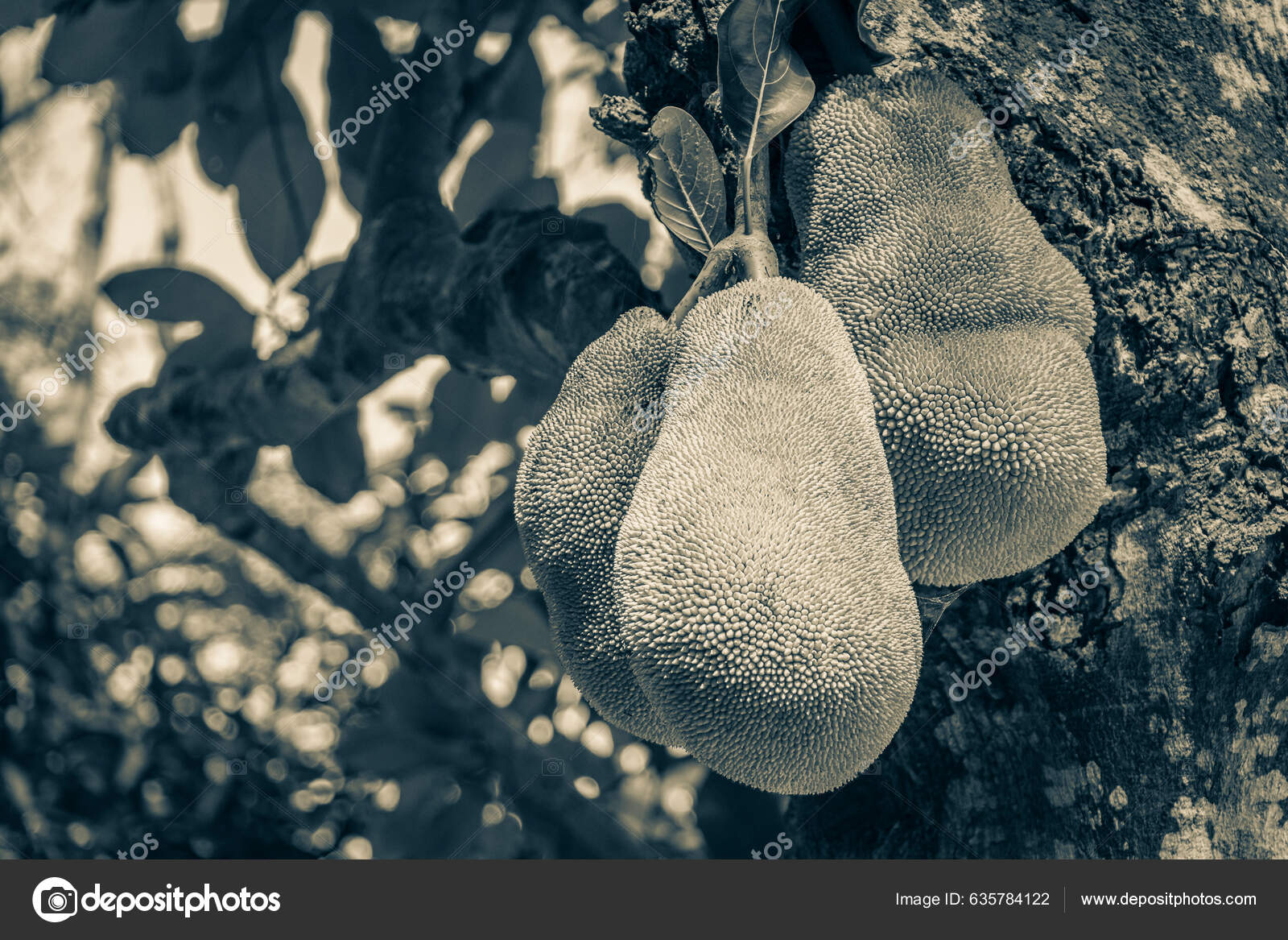 Jackfruit Artocarpus Heterophyllus Growing Jack Tree Nature Rio Janeiro ...