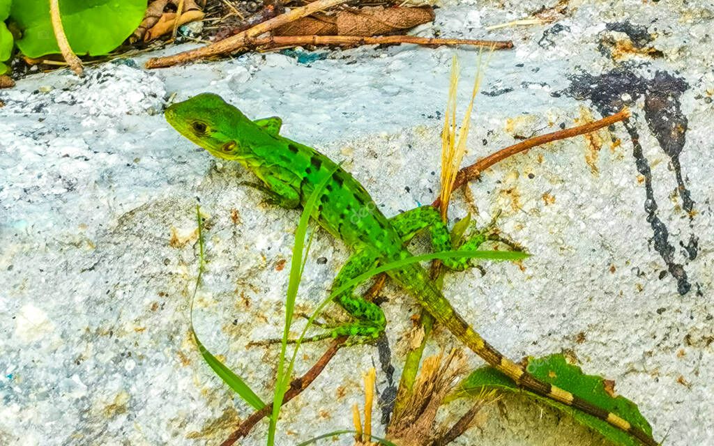 Un lagarto verde caribeño Lacerta Viridis medio lagarto verde medio ...