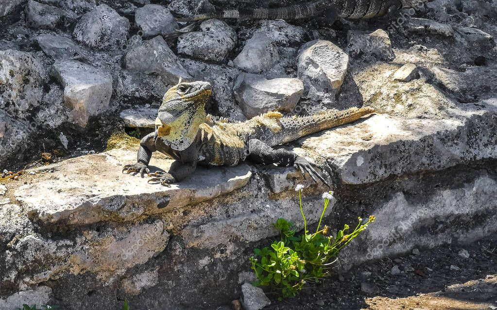 Huge Iguana gecko animal on rocks at the ancient Tulum ruins Mayan site ...