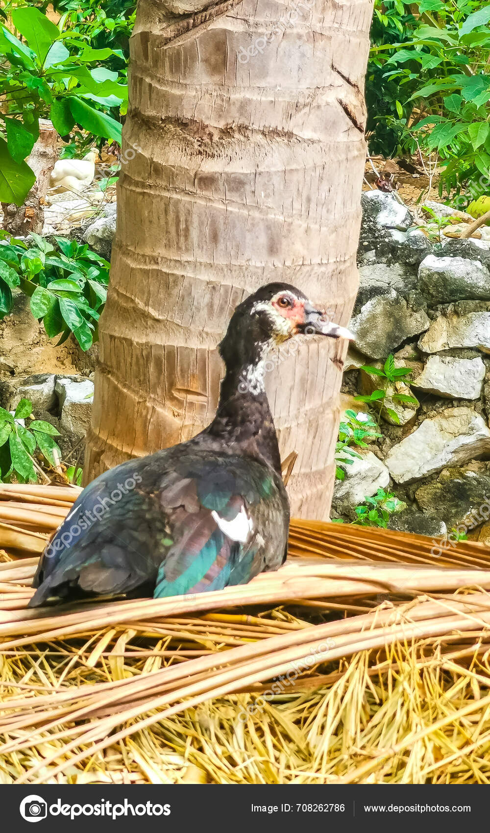 Muscovy Duck Ducks Bird Birds Garden Park Tropical Nature Zicatela ...