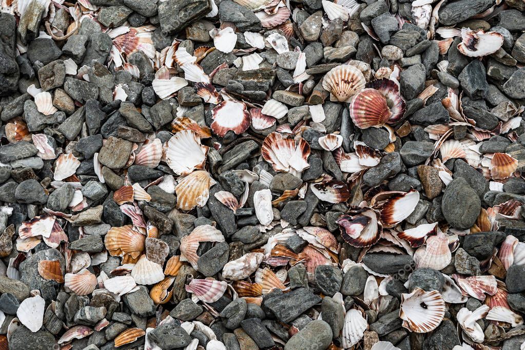 Pile Of Empty Seashells Of Pilgrim Shells, pecten jacobaeus, At The ...