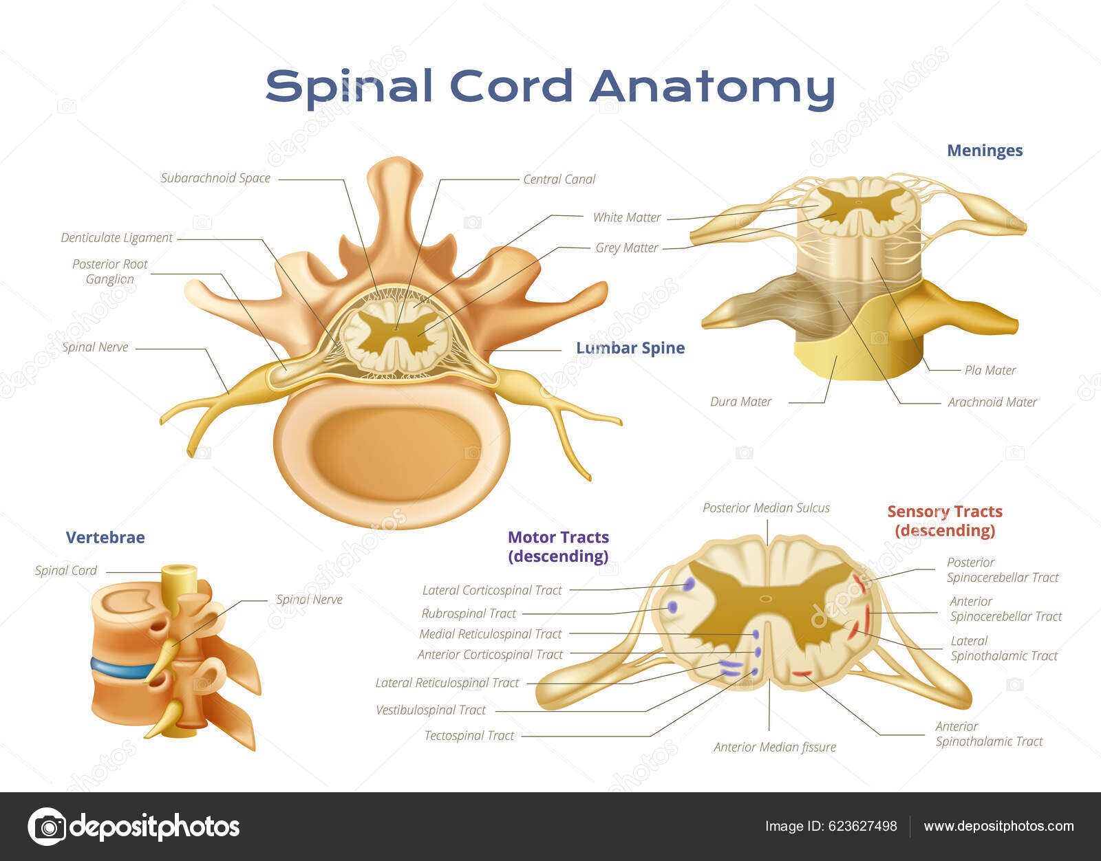 Infografías Anatomía Médula Espinal Vértebras Con Diagrama Científico ... Infografías Anatomía Médula Espinal Vértebras Con Diagrama Científico ...