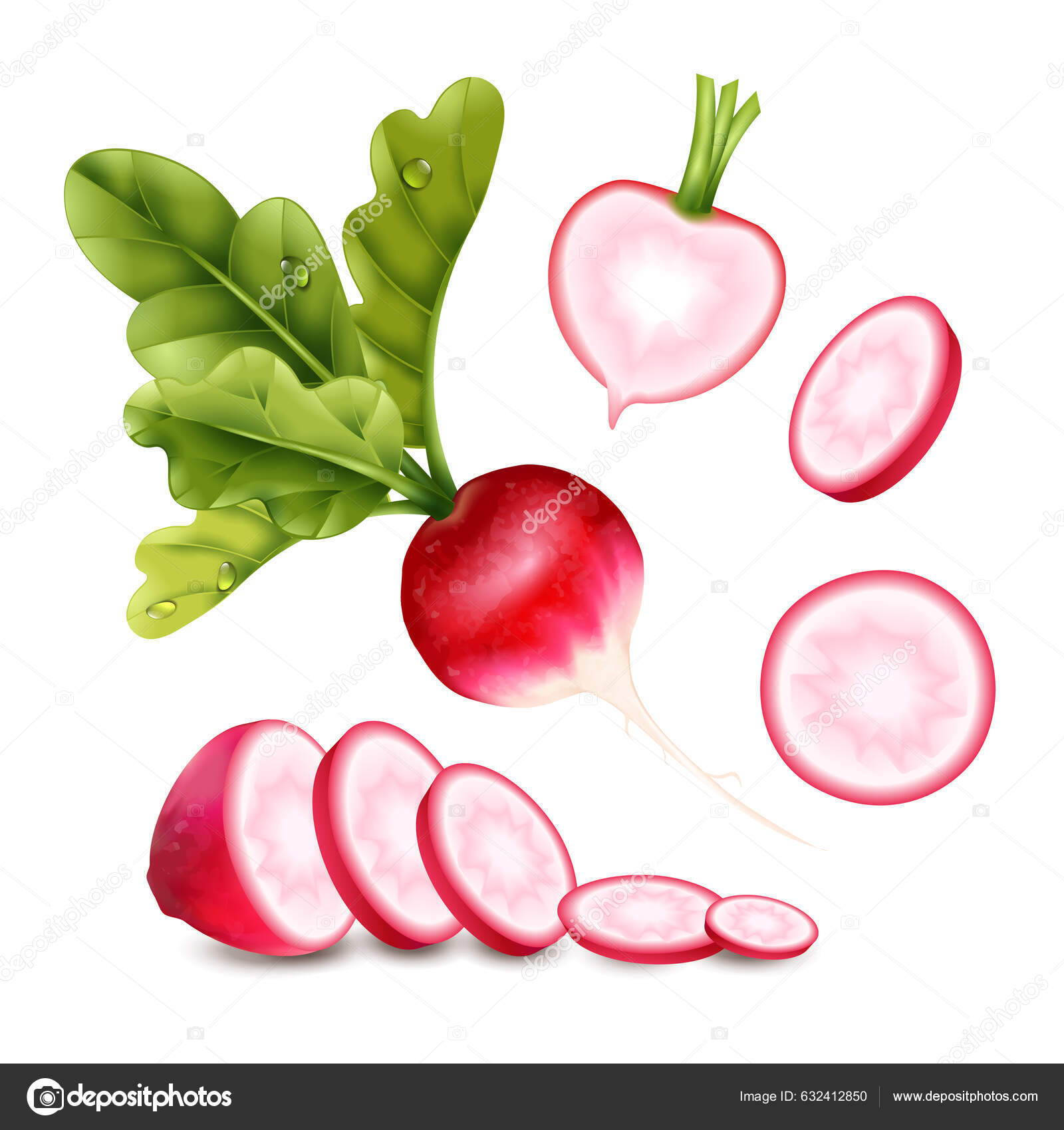 Realistic Radish Set Isolated Images Whole Ripe Vegetable Thin Slices ...