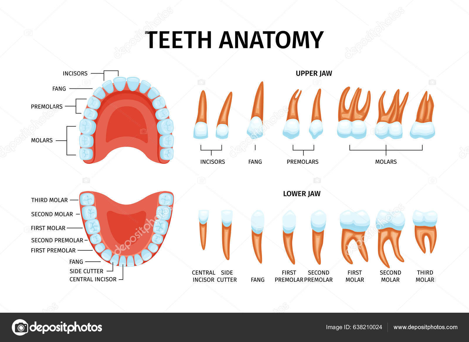 Adult Tooth Anatomy Chart Set Isolated Teeth Images Upper Lower Stock ...