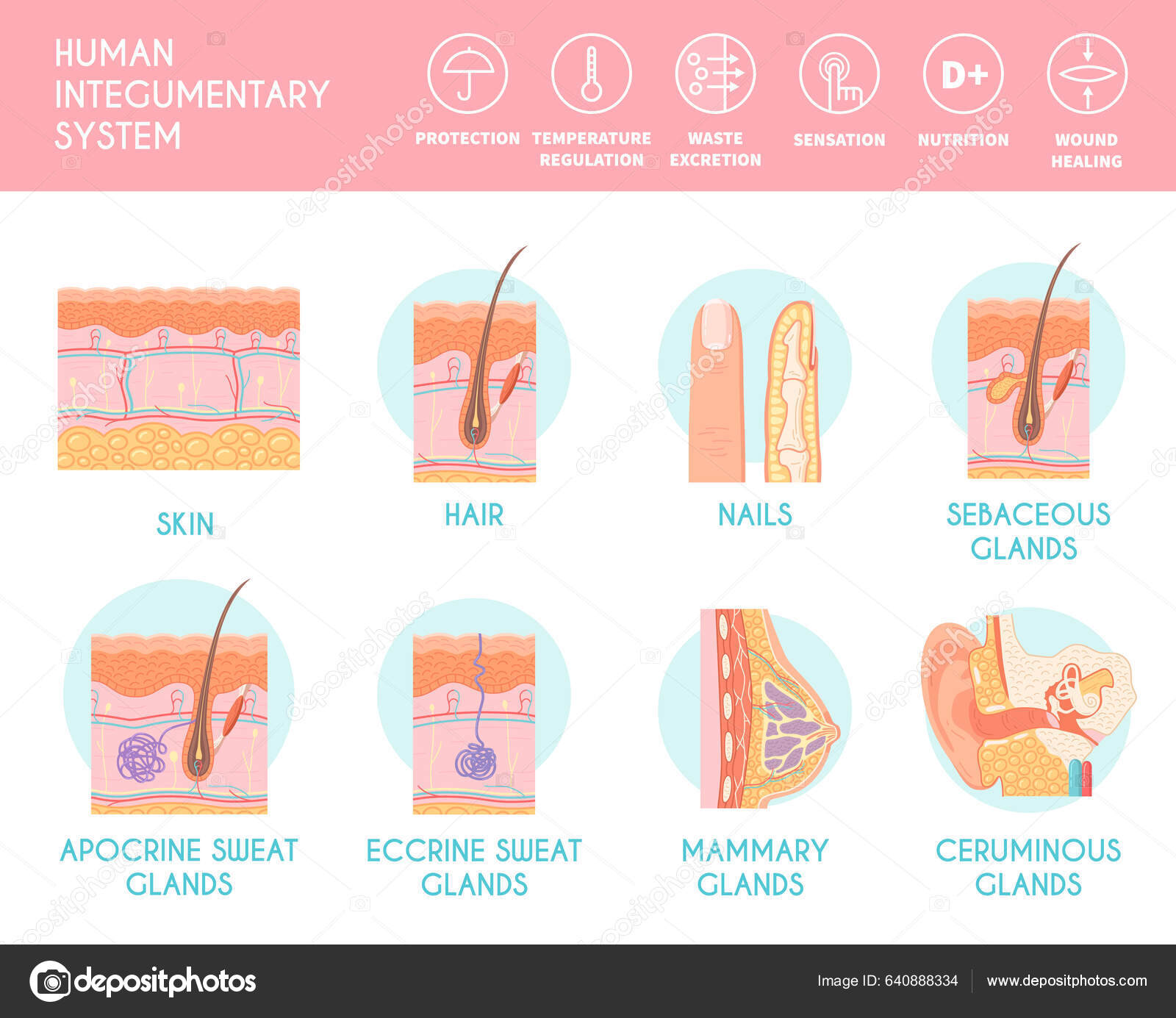 Human Integumentary System Infographics Depicting Cross Section Human ...