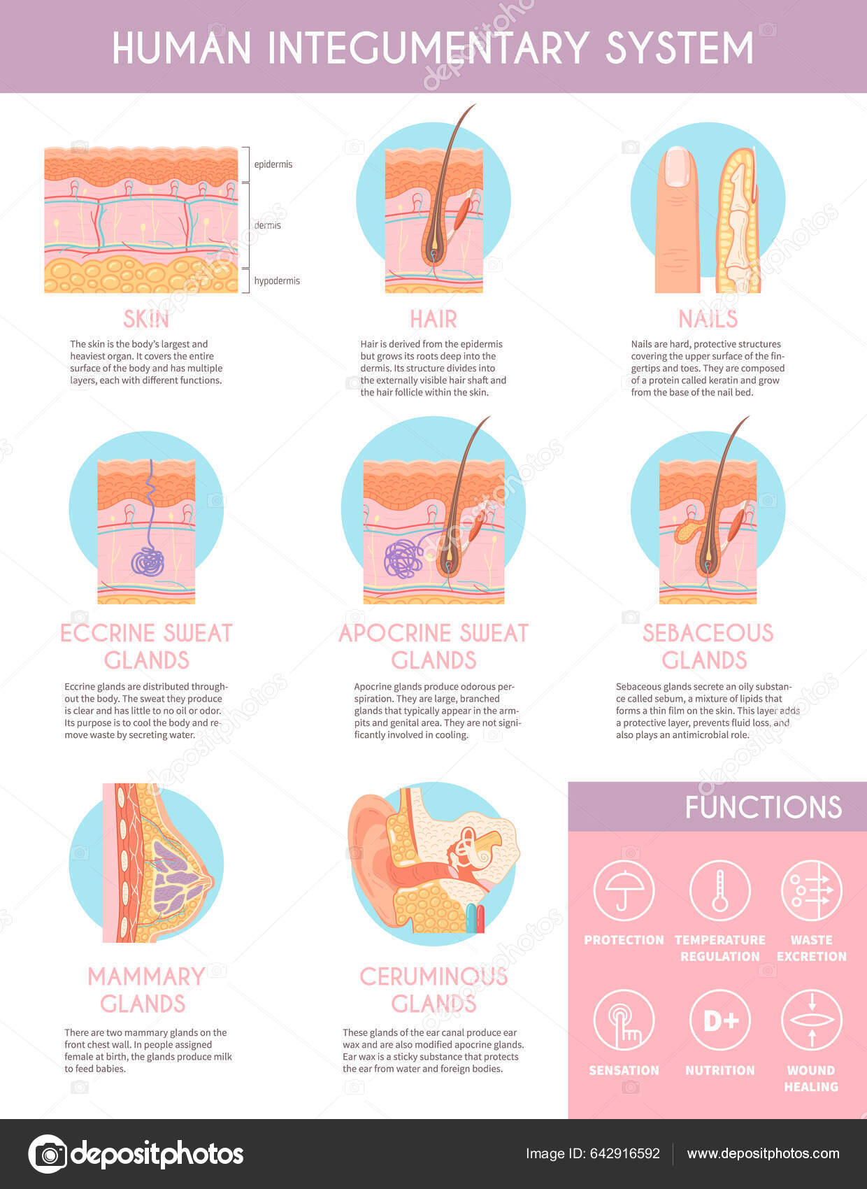 Human Integumentary System Infographics Poster Illustrating Anatomy ...
