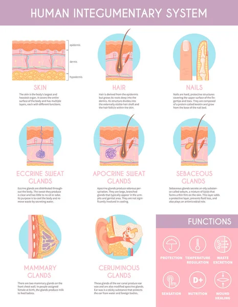 17 Integumentary system Vector Images | Depositphotos