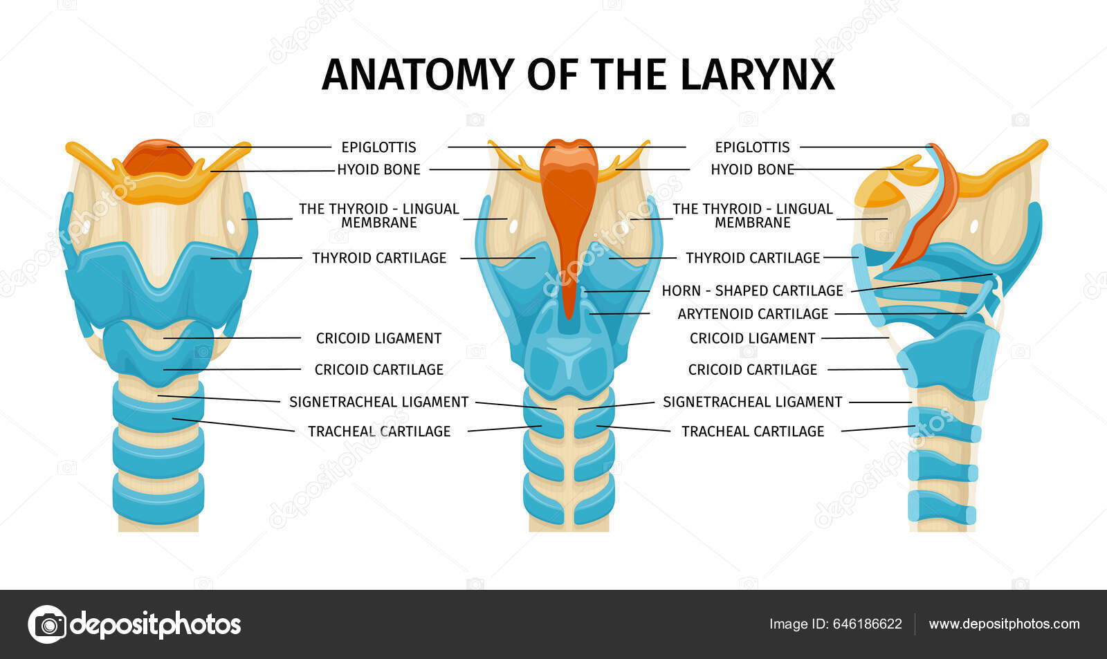 Cavidade Laringea SimJunior
