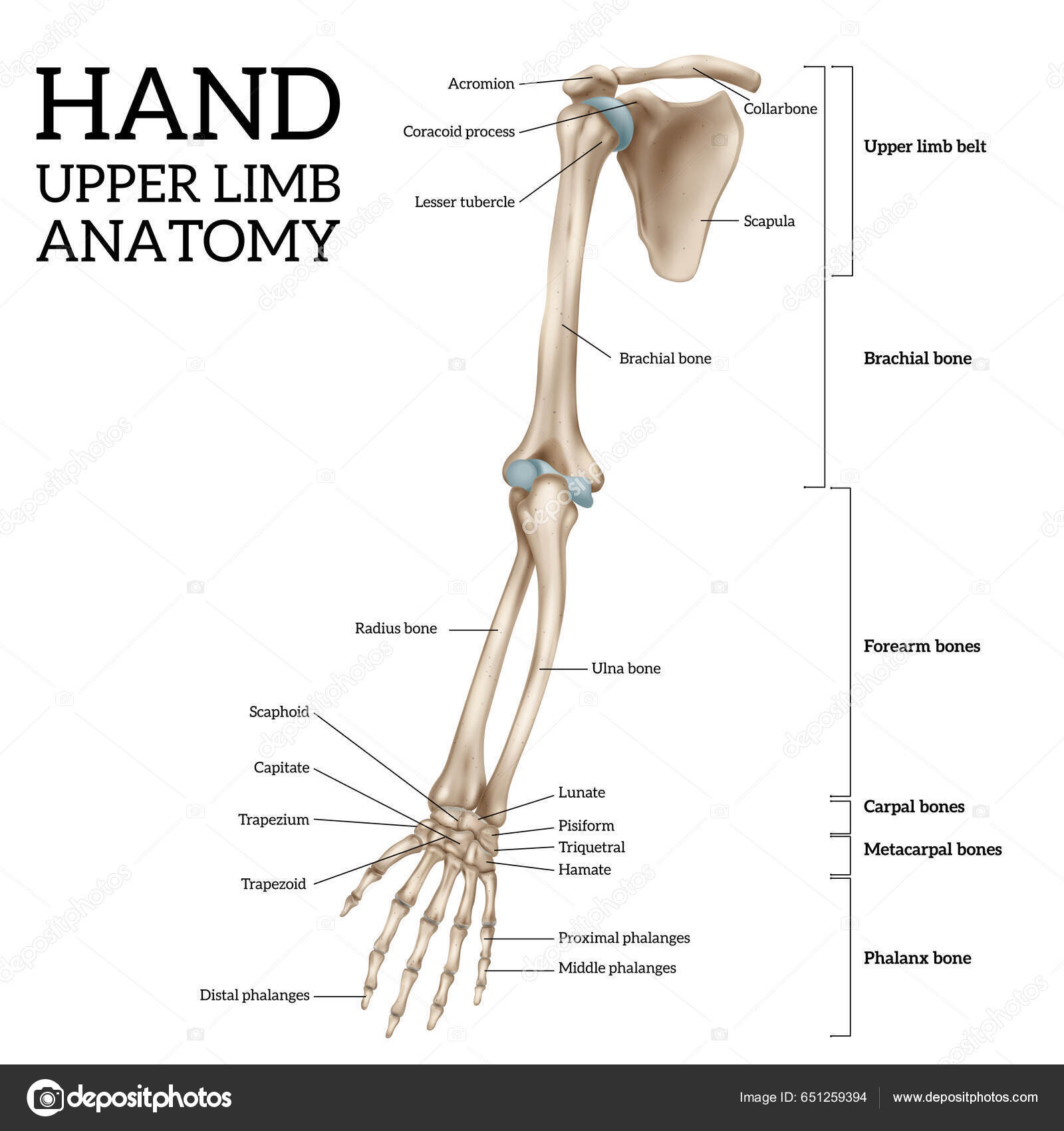 Anatomie Humaine Membre Supérieur Vue Antérieure Illustration ...