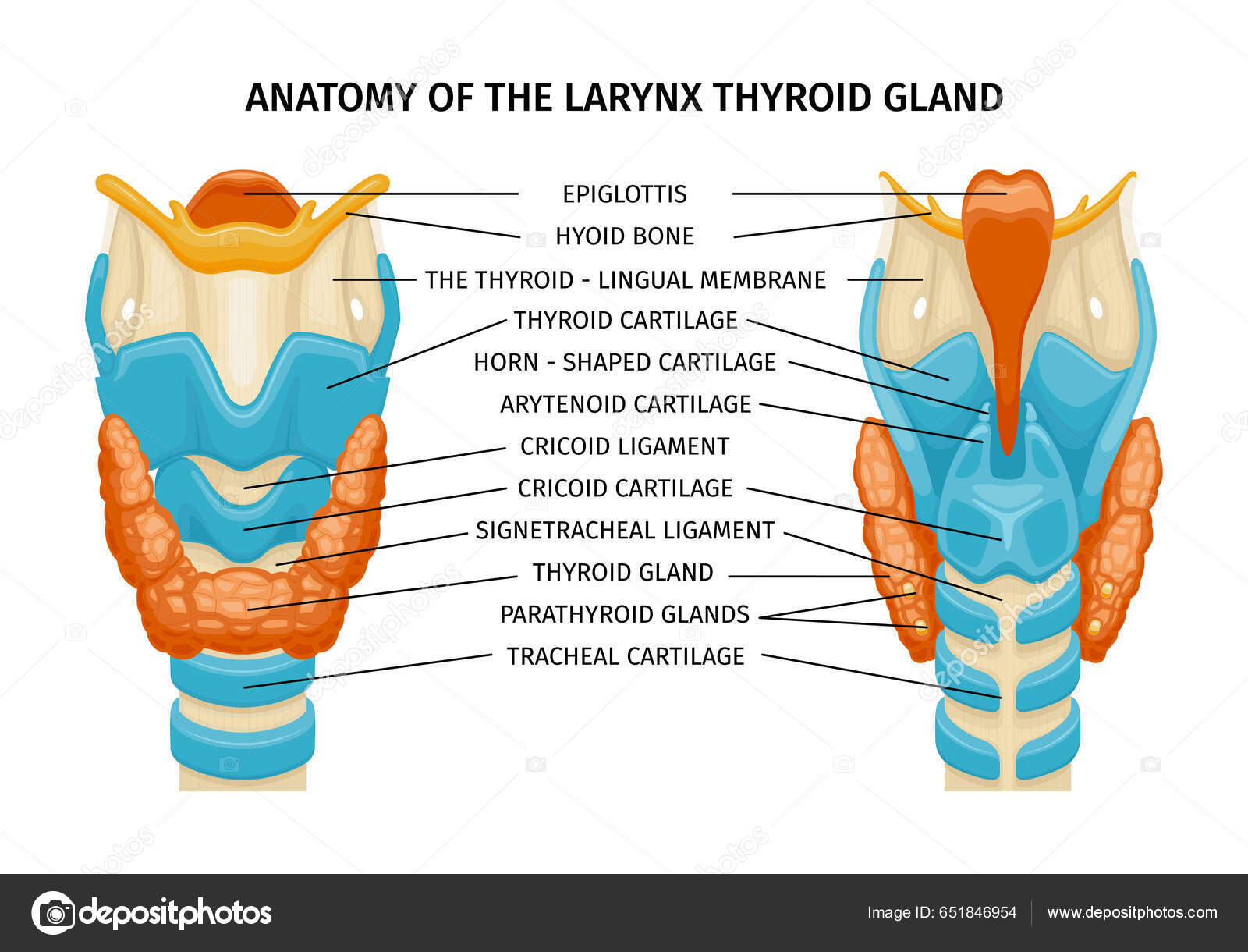 Larynx Thyroid Trachea Anatomy Composition Text Captions Pointing ...