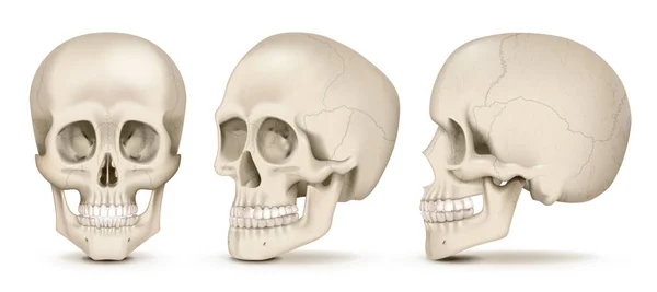 Human Skull Anatomy Color Front Lateral Views Realistic Infographic ...