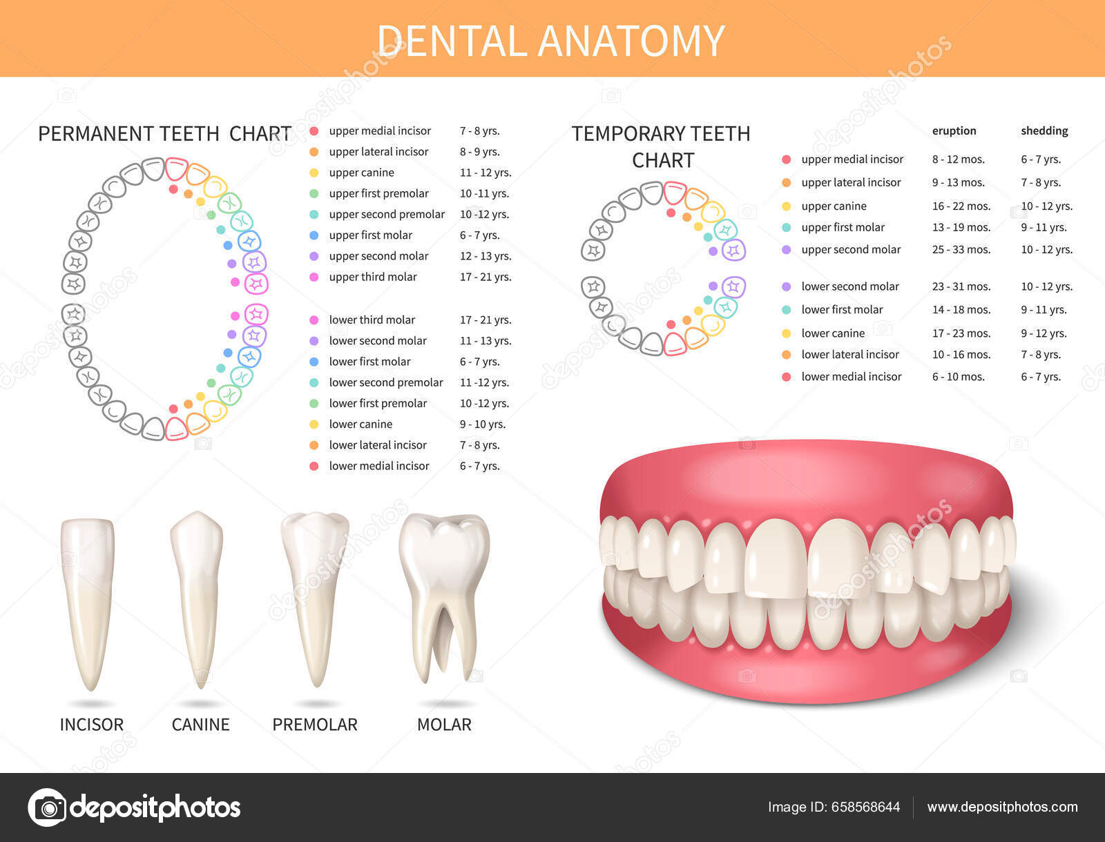 Anatomi Gigi Manusia Dewasa Diset Dengan Gambar Vektor Rahang Yang ...