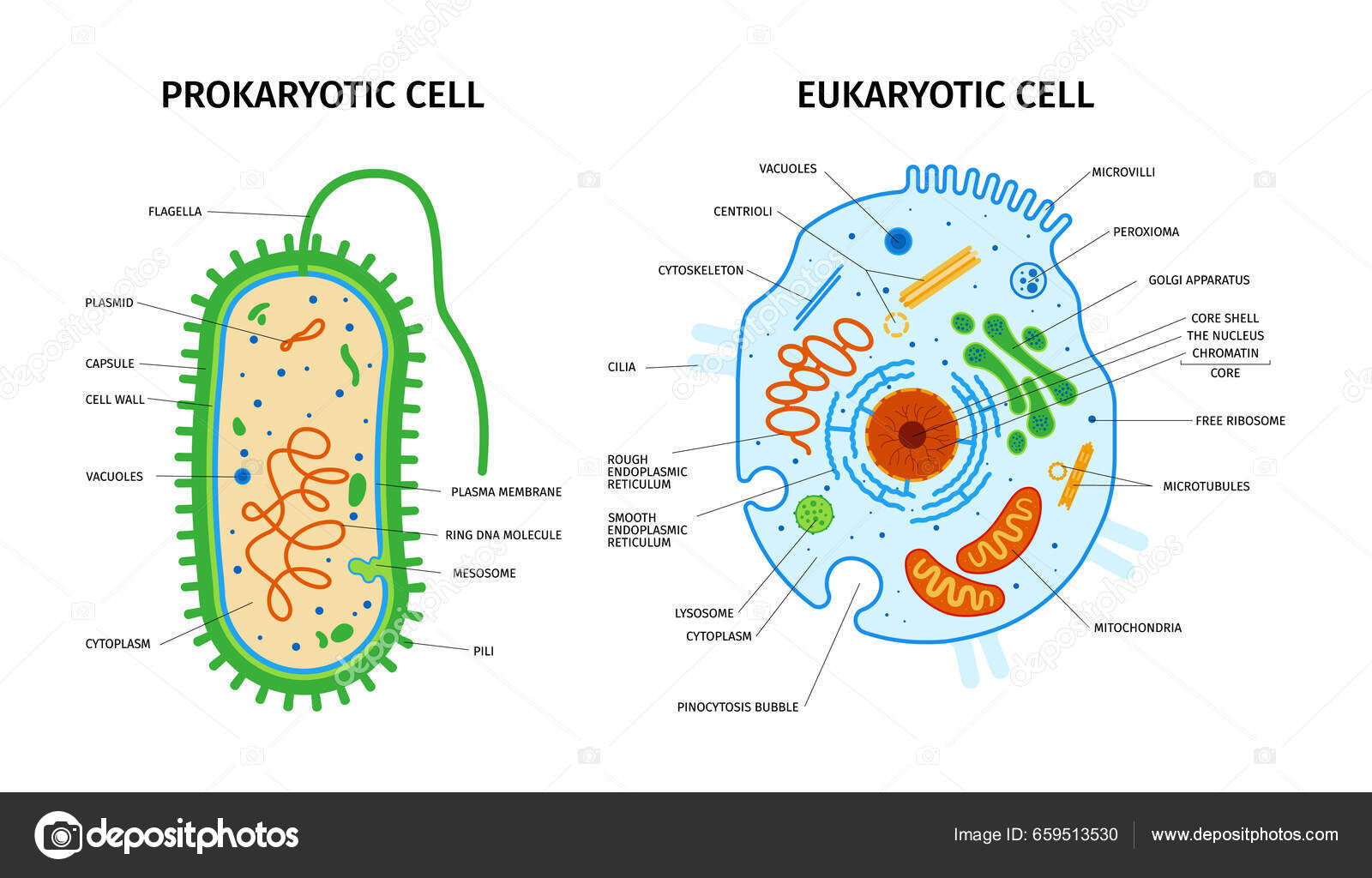 Eukaryotische Cellen