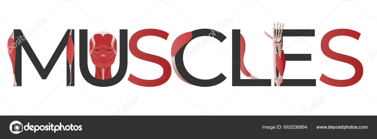 Composición Anatomía Muscular Con Fondo Blanco Texto Plano Con Trozos ...