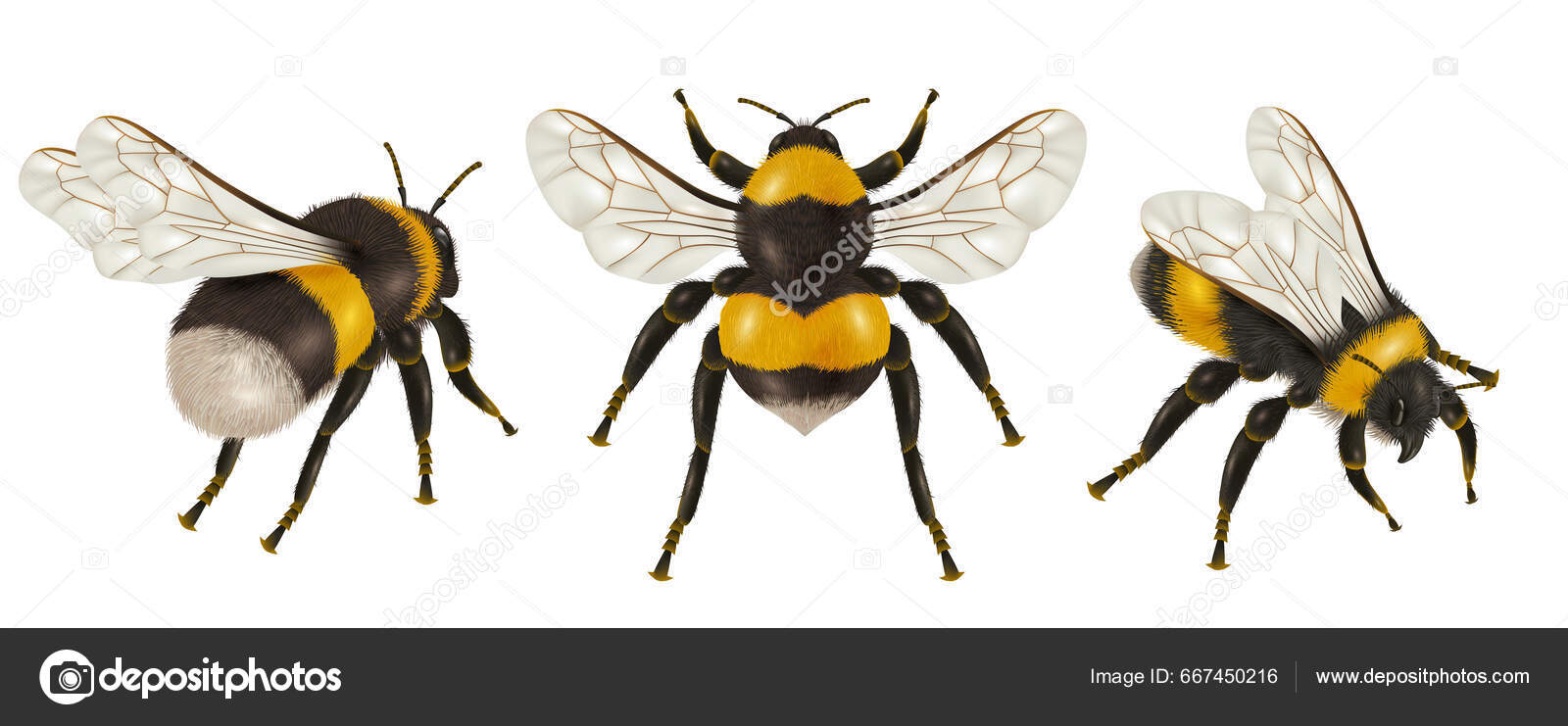 Realistic Insect Bee Set Isolated Images Bees Wings Different Angles ...