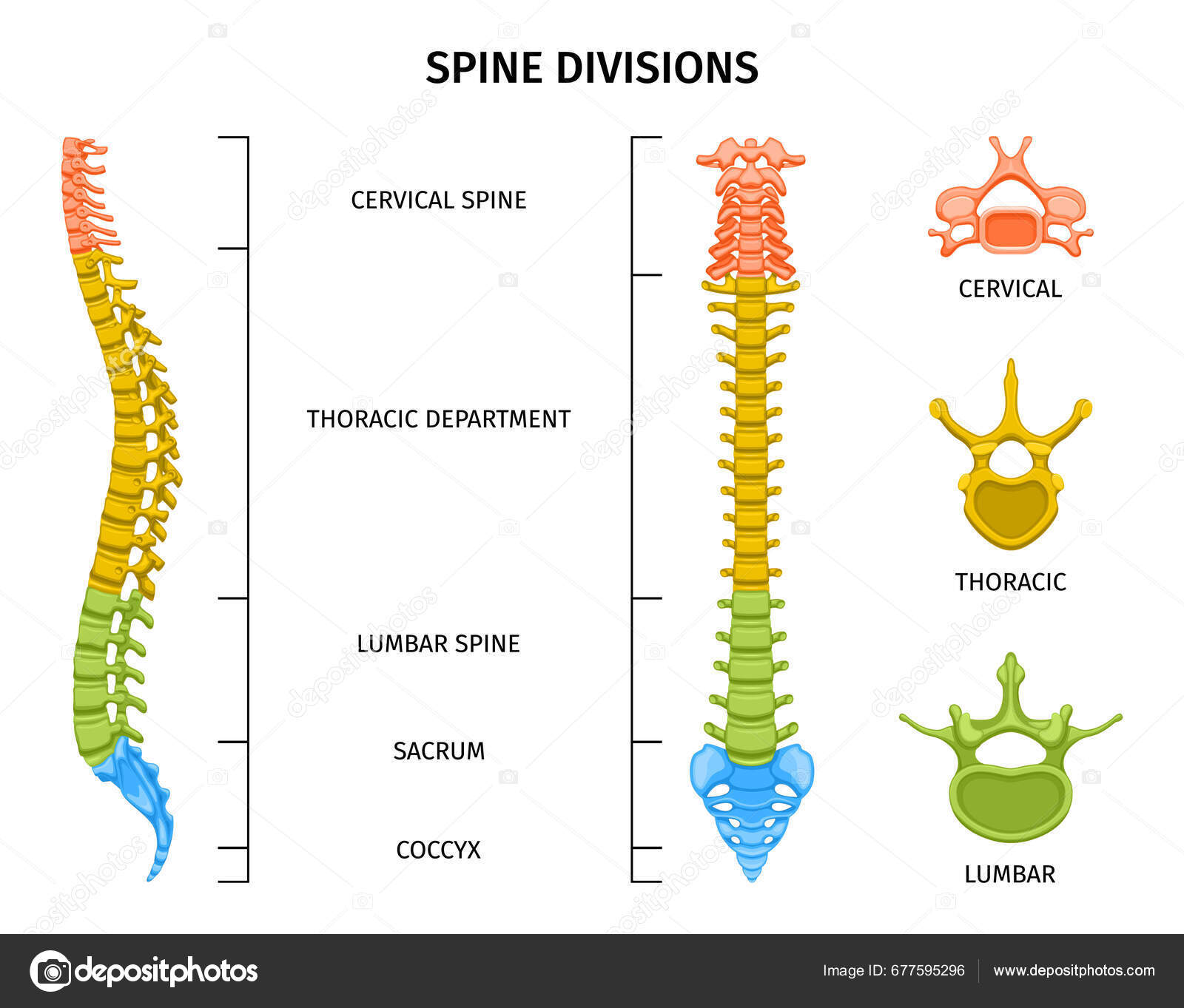 Spine Structure Anatomy Composition Colored View Spine Divisions ...