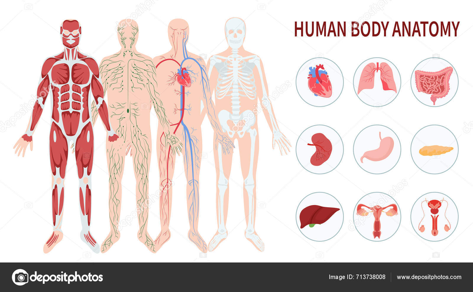 Hand Drawn Flat Human Body Organ System Infographic Differe — Stock ...