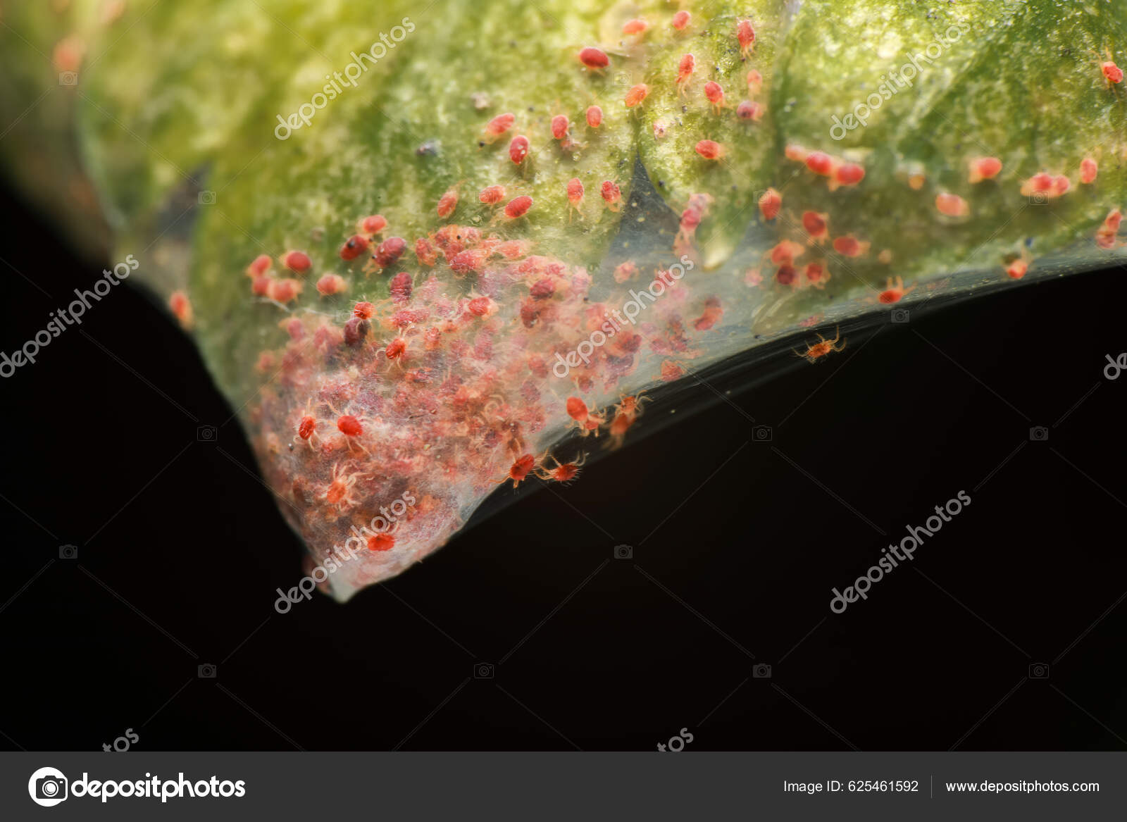 Super Macro Photo Group Red Spider Mite Infestation Vegetable Insect ...