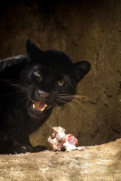 Black Panther Eating