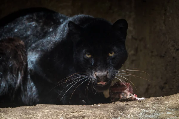 Black Panthers Eating