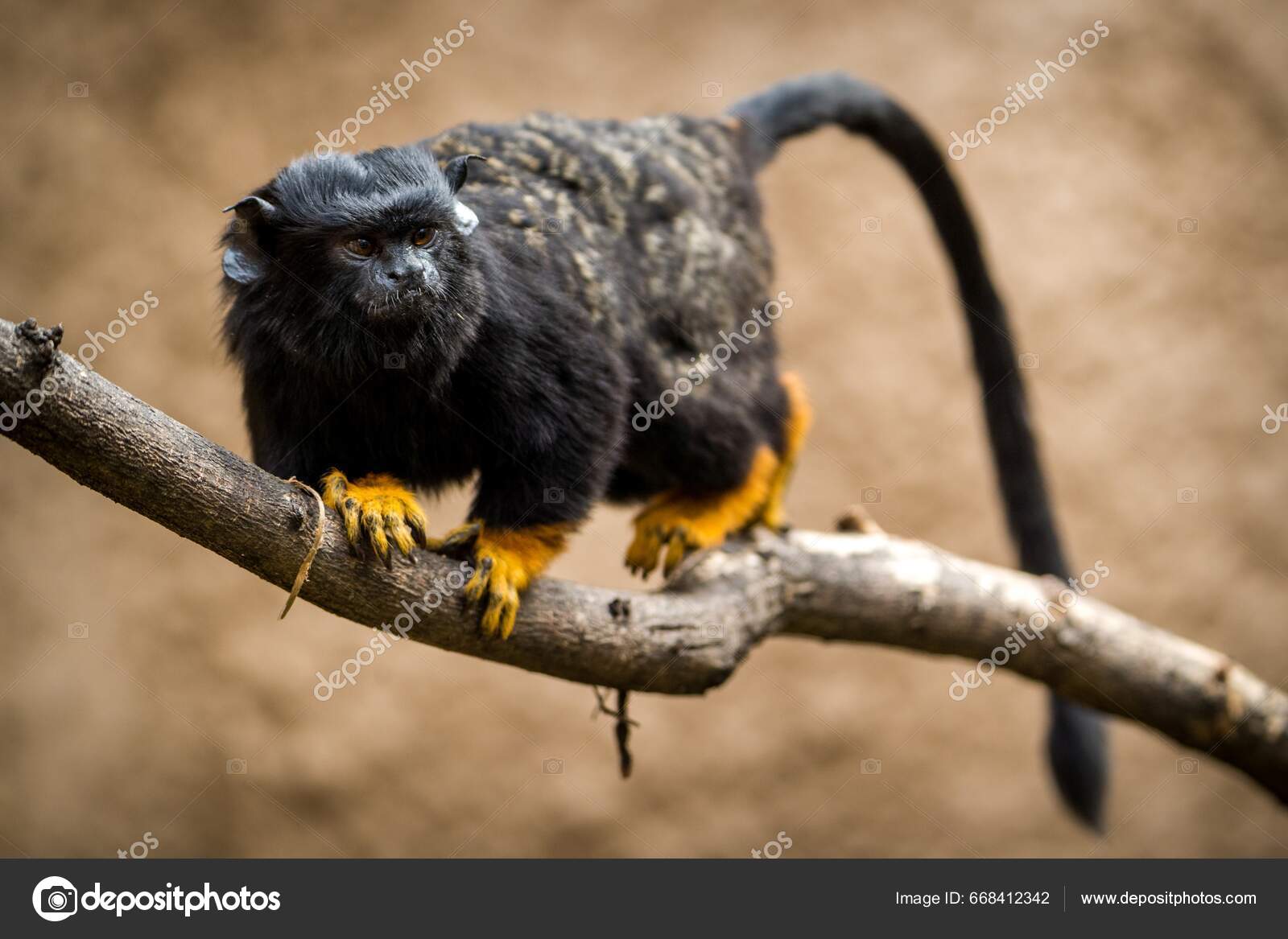 Red Handed Tamarin Monkey Zoopark — Stock Photo © jurra89 #668412342