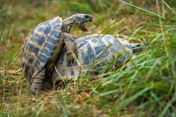 Hare and tortoise Stock Photos, Royalty Free Hare and tortoise Images ...